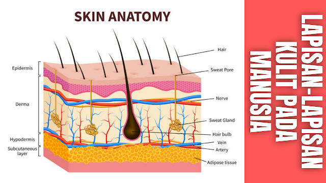 Epidermis Merupakan Jaringan Yang Terletak Di - Perumperindo.co.id