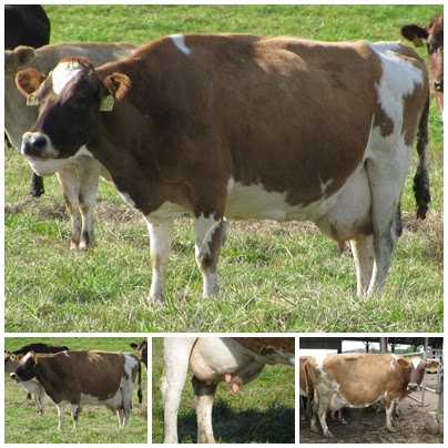 Amazing Grace Dairy: Cows For Sale - November 2013 - SOLD