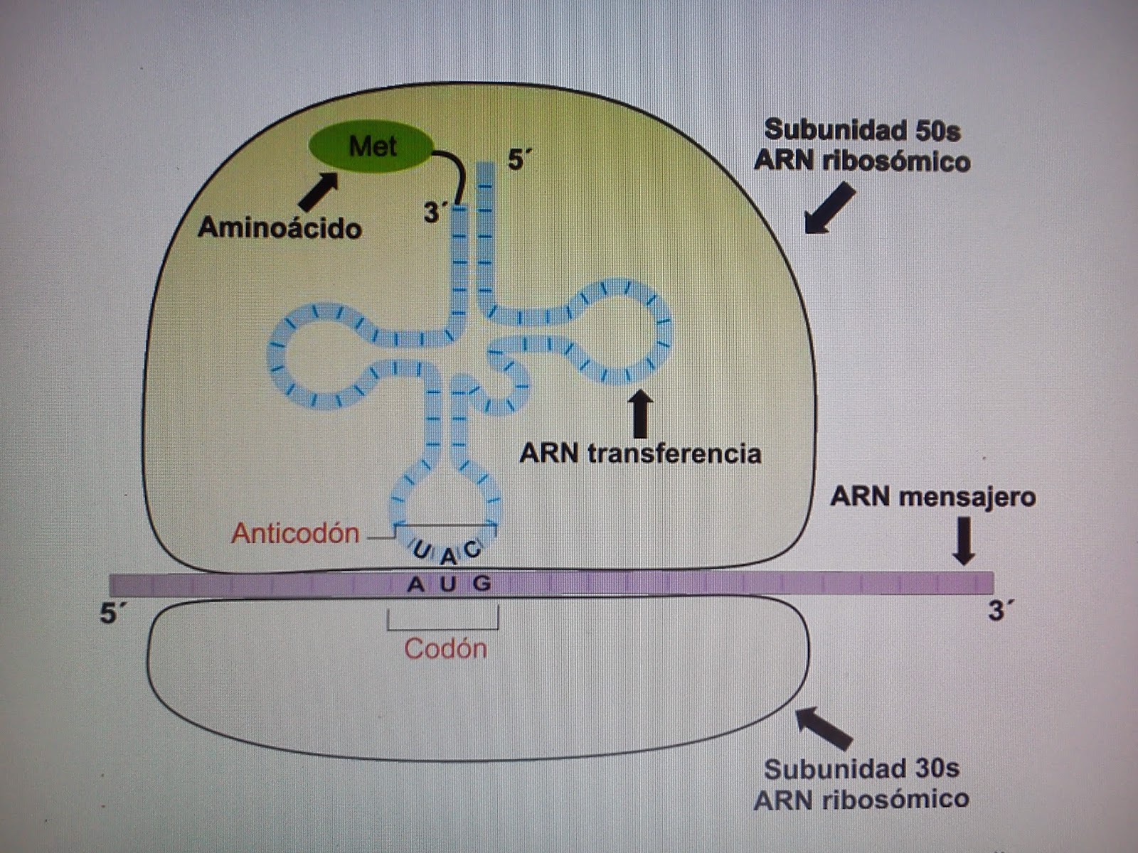 BIOLOGÍA CELULAR Y MOLECULAR: V. Ribosomas