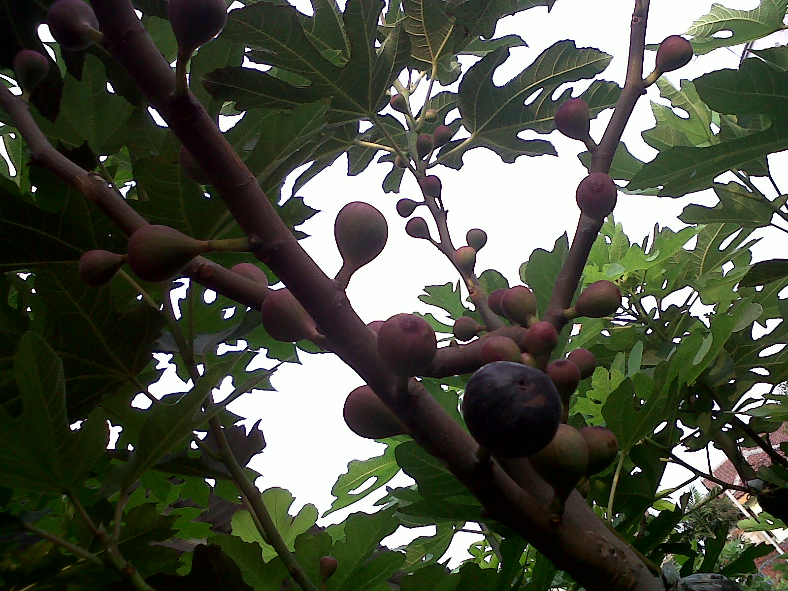 Gambar Buah Ara Pohon Tin Jenis Negronne Gambar Daun Di Rebanas Rebanas