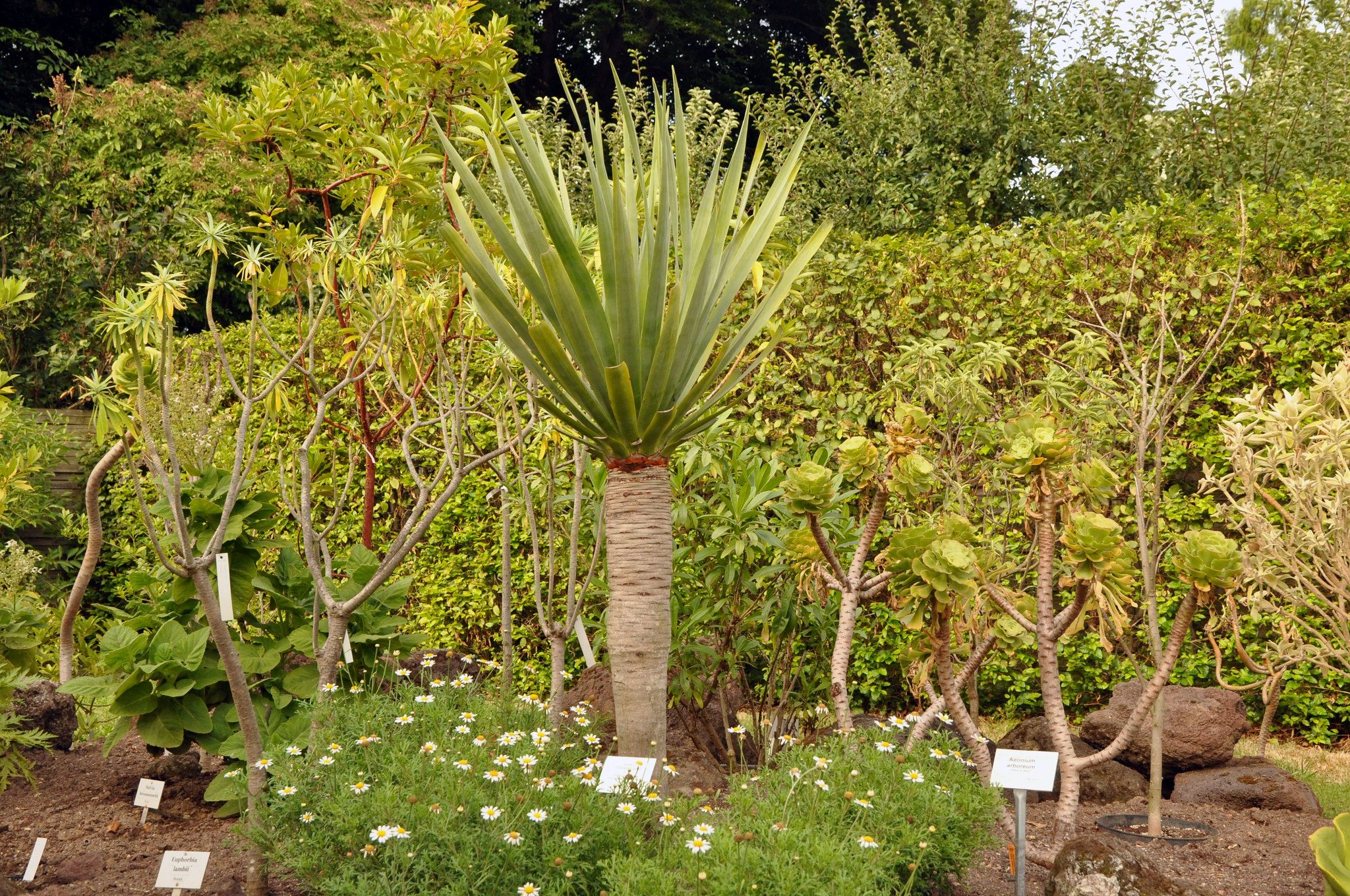 Dracaena draco - Canary Islands dragon tree care | Travaldo's blog