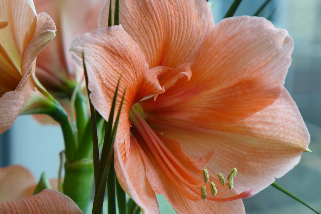 La Fleur du Dimanche: Jean Plantureux, Bernard Willem Holtrop sont ...