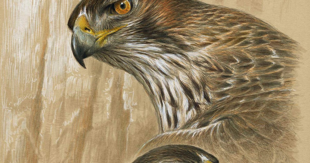 Bonelli`s eagle double portrait