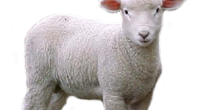 Los platos del Sueko: El cordero. Infografía de su despiece.