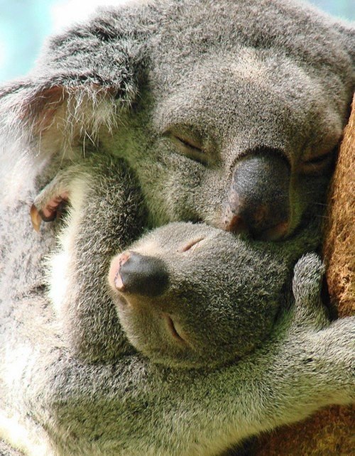 Cute Animals: Hugs!)))))))))