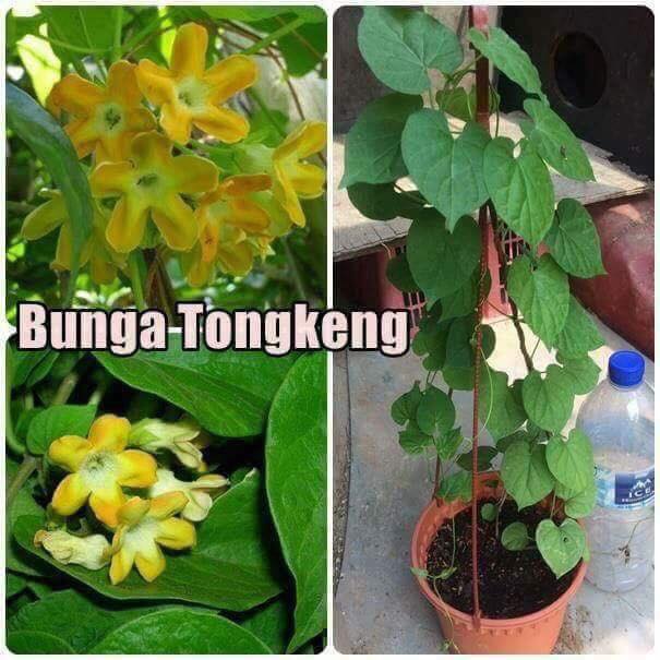 Bunga Tongkeng / 夜来香 - Edible Flower