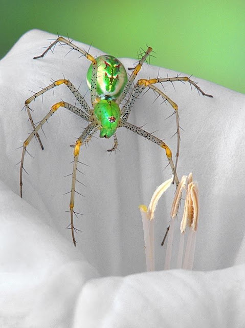 A group of the finest and most beautiful rare spiders | TOOOPIC