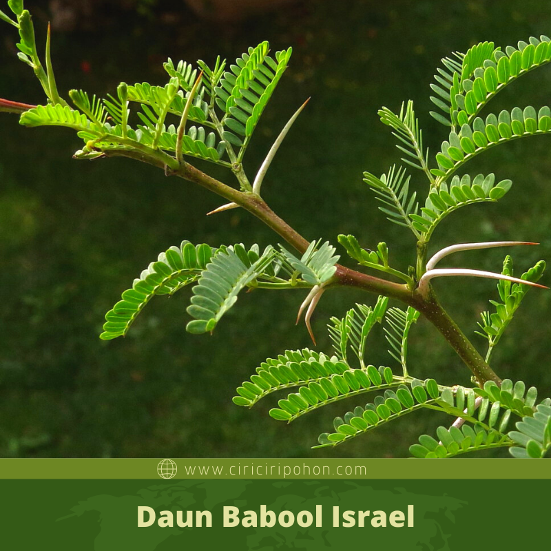 Ciri Ciri Pohon Babool Israel (Vachellia tortilis) Di Alam Liar ...