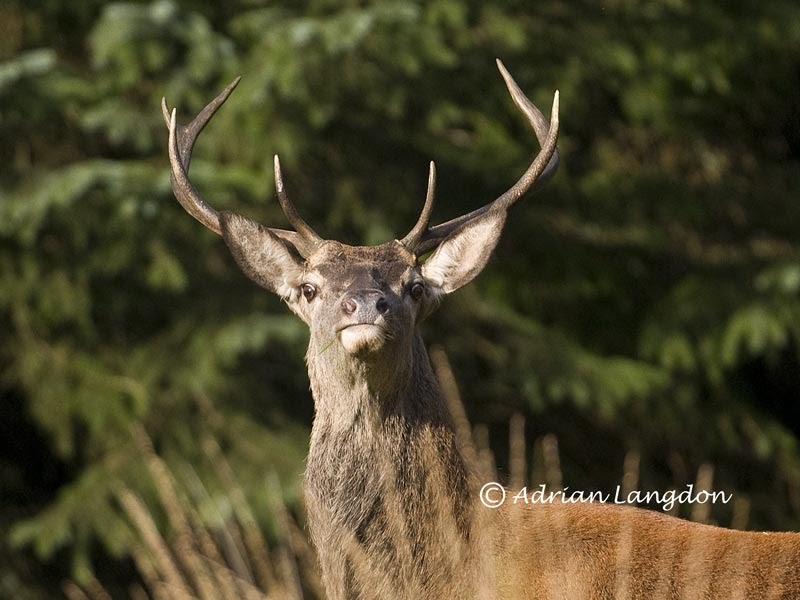images-naturally!: Red Deer on the high moors of Cornwall