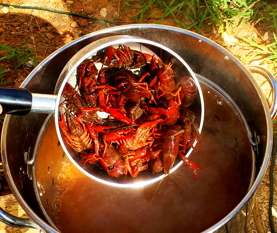 How to Have A Crawfish Boil | Venus Trapped in Mars || Dallas