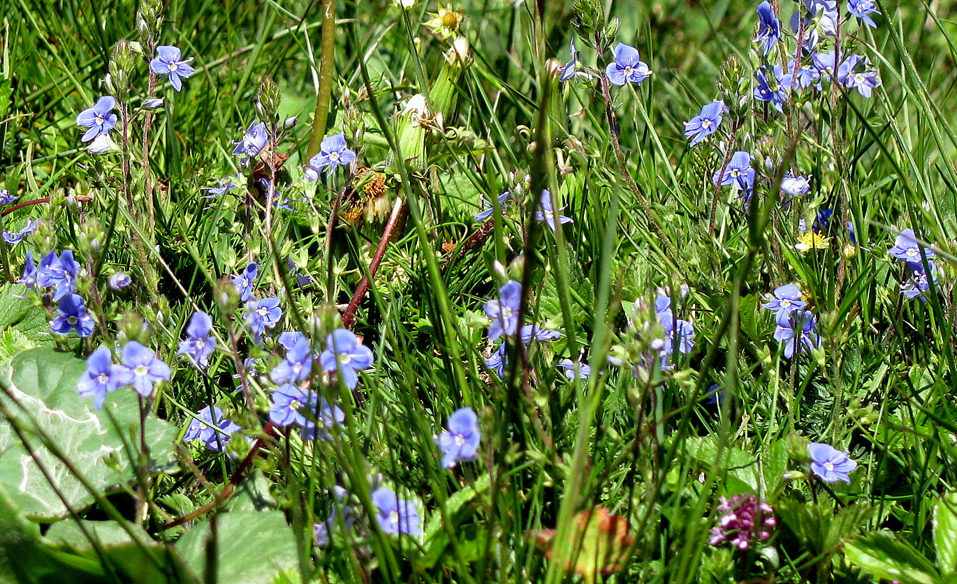 betima-photos: Modrina na planini