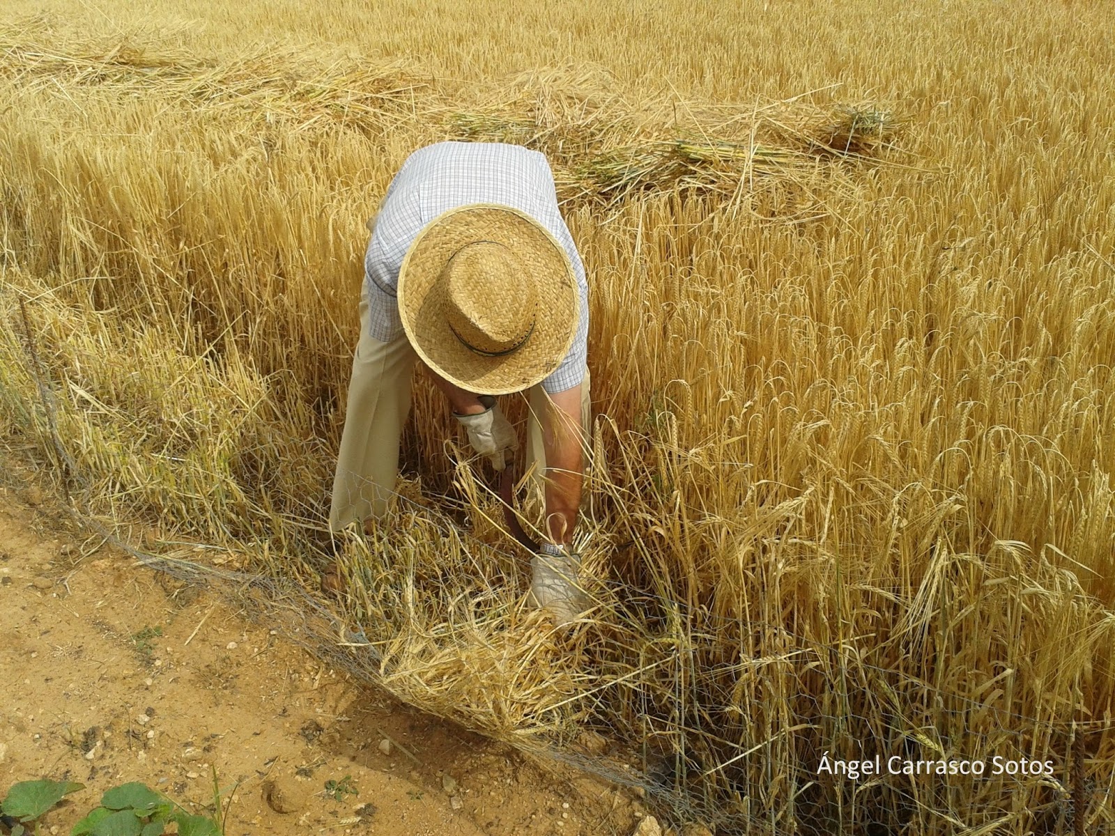 La foto semanal (5): La siega | Las Pedroñeras