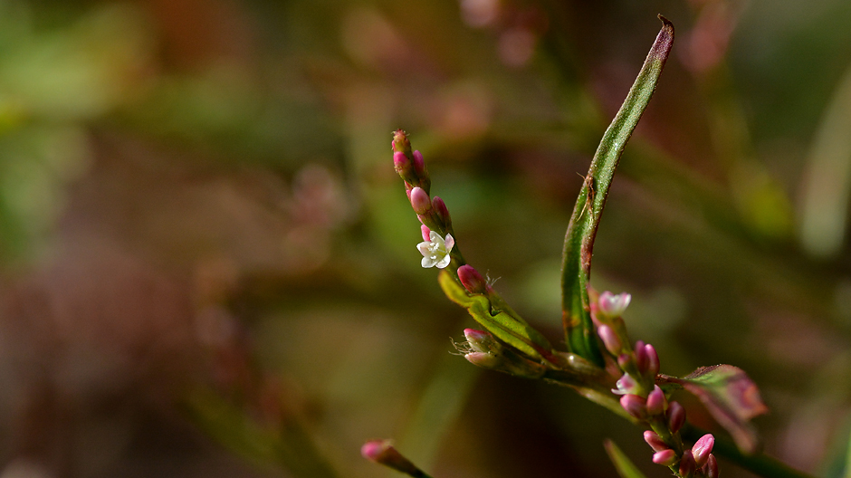 OBRAZY NATURY: Rdest mniejszy (Polygonum minus)