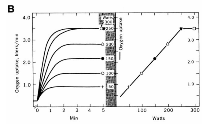 Muscle Oxygen Training: Firstbeat VO2 estimation - valid or voodoo?