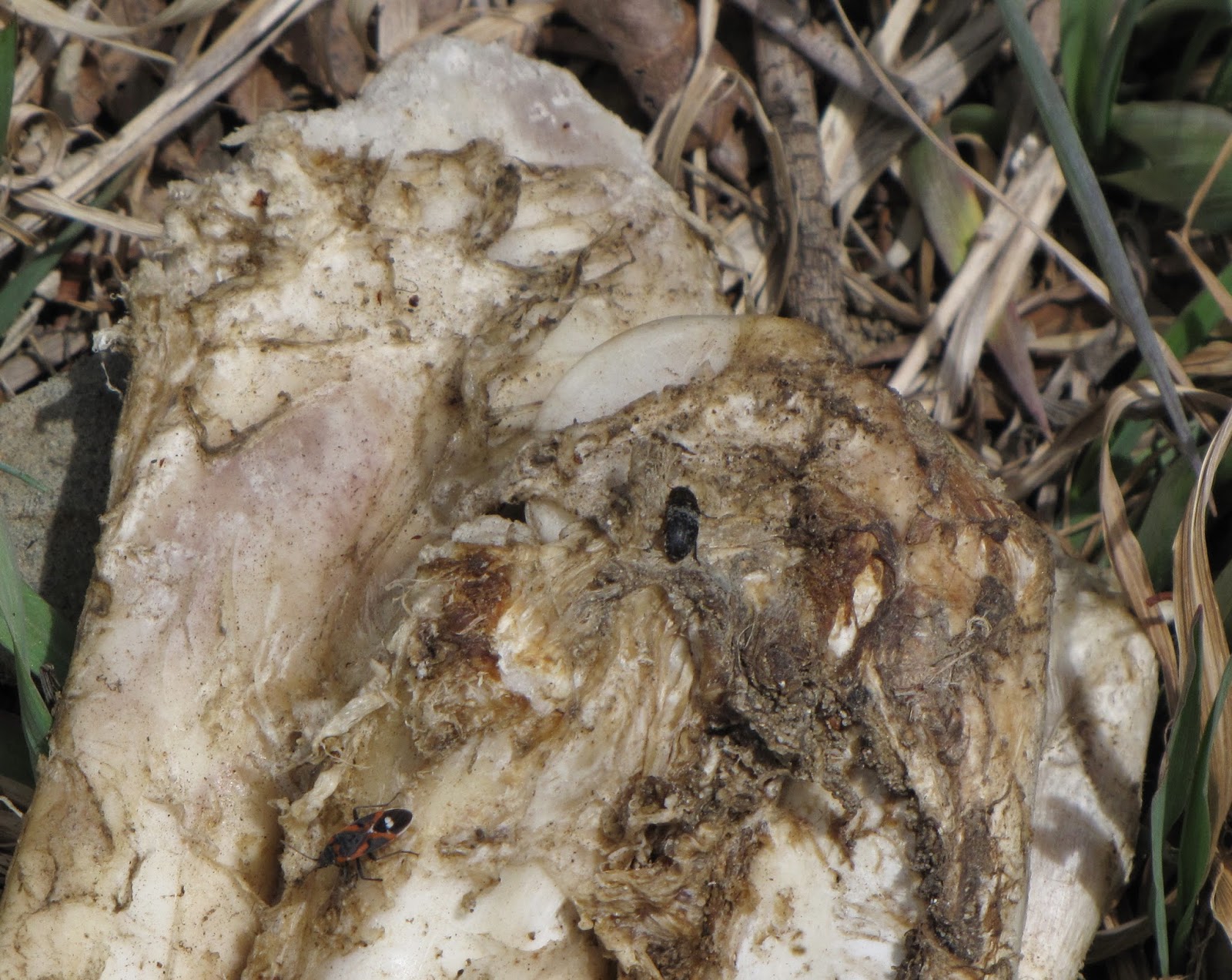 Bug Eric: Beetles from Bones