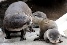 Ocean Otters Facts And Photos | All Wildlife Photographs