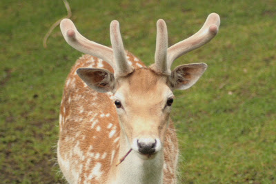 vogelsenzo: Een nieuw gewei