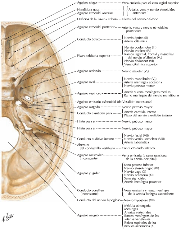 GENERALIDADES DEL CRÁNEO | Wikimedici