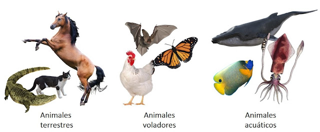 FUNCIONES DE SOPORTE Y LOCOMOCIÓN