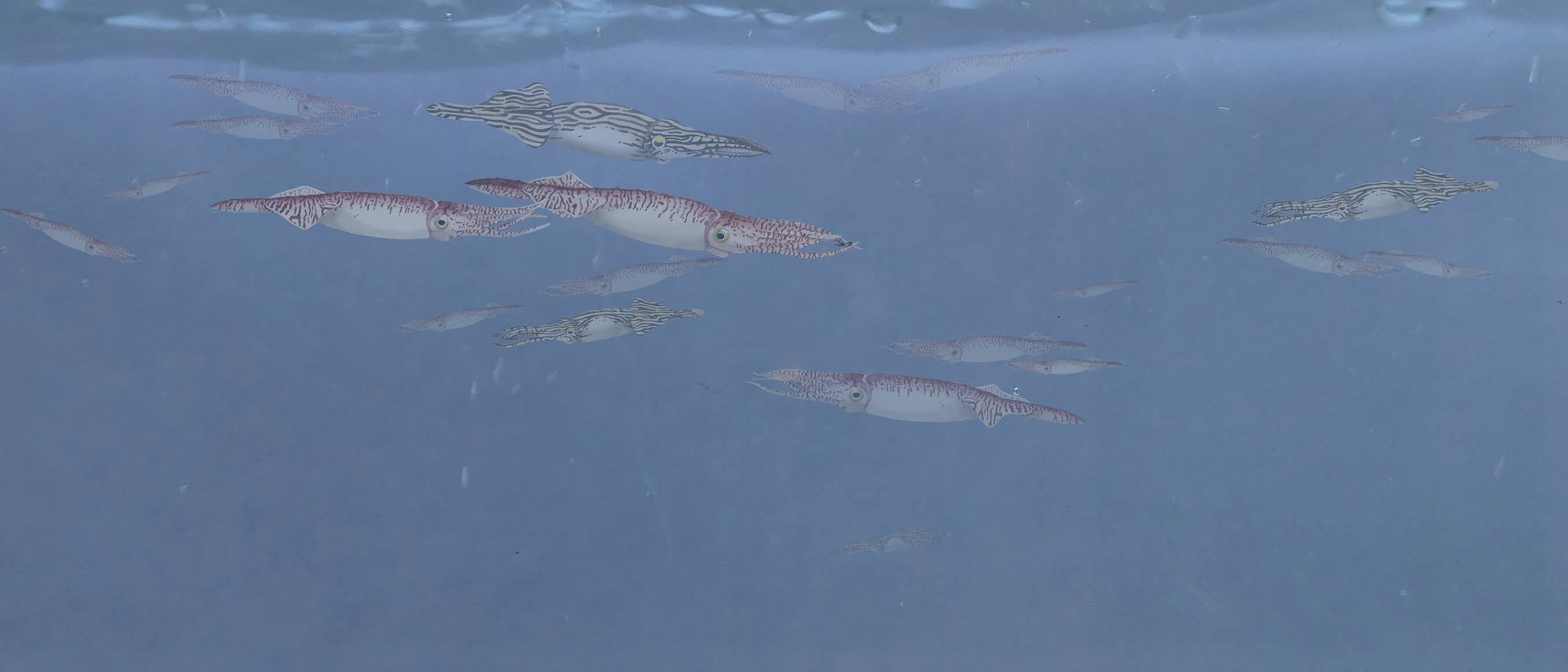 Belemnites life reconstruction