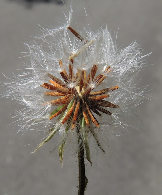Violets and others: Crepis paludosa. Marsh Hawksbeard + Crepis lampsanoides
