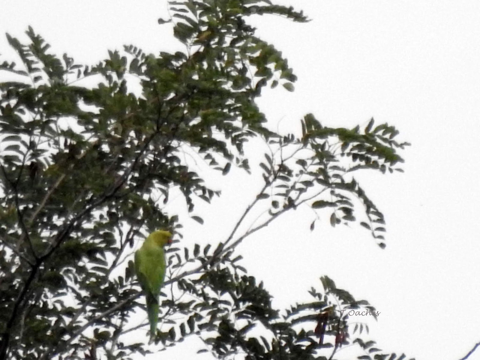 PASARI DIN ROMANIA: PAPAGALUL MICUL ALEXANDER, Psittacula krameri (in ...