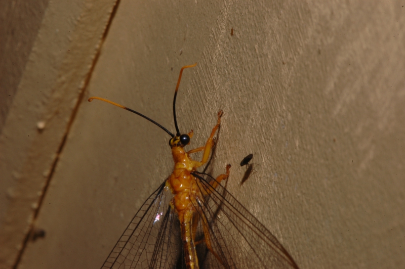 The Nature of Robertson: Nymphes myrmeleonoides - a large yellow ...