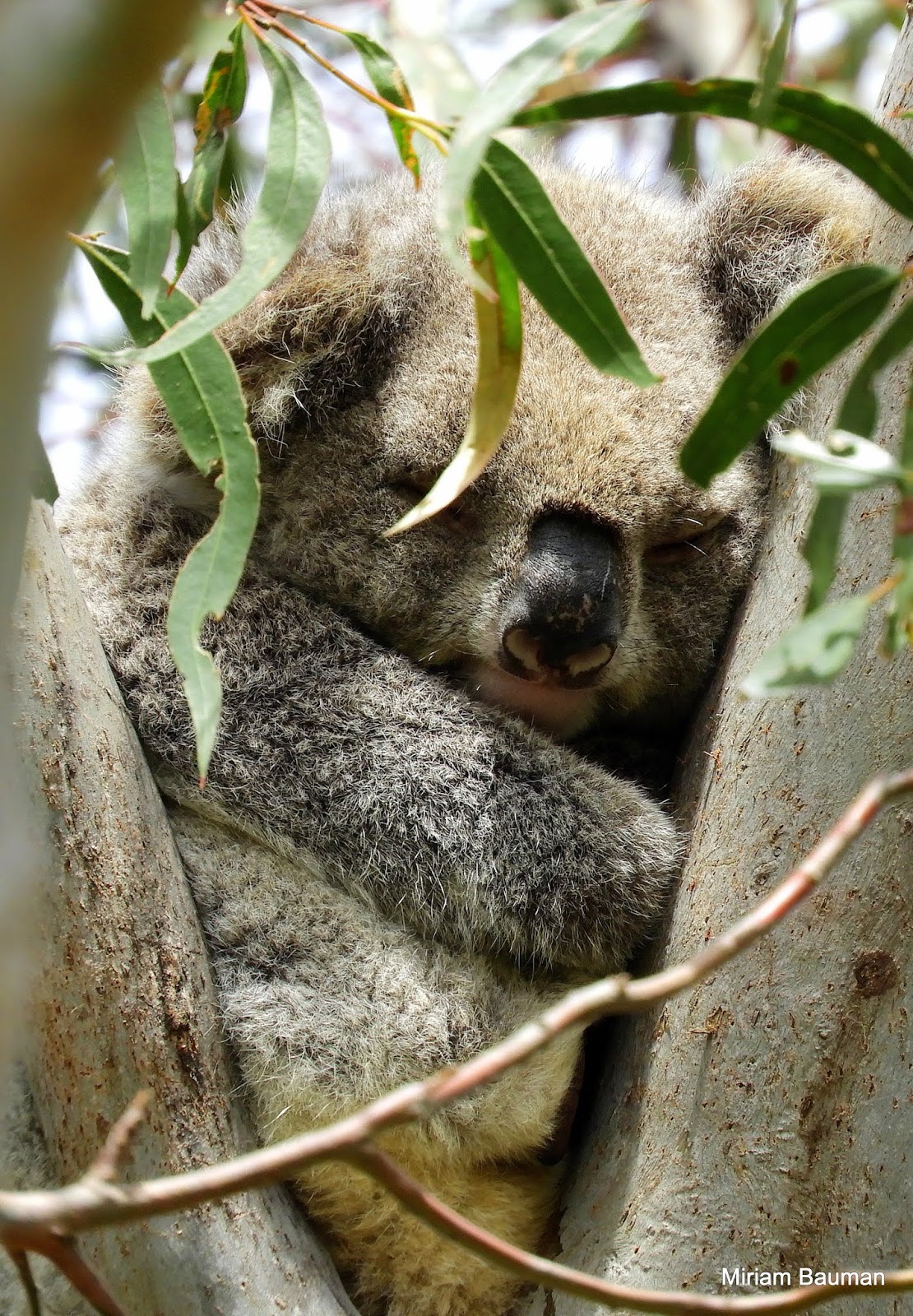Koala - Travels With Birds