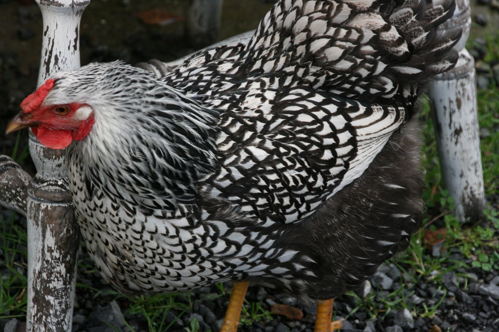 vignette design: Design Bucket List #4 - Backyard Chickens!