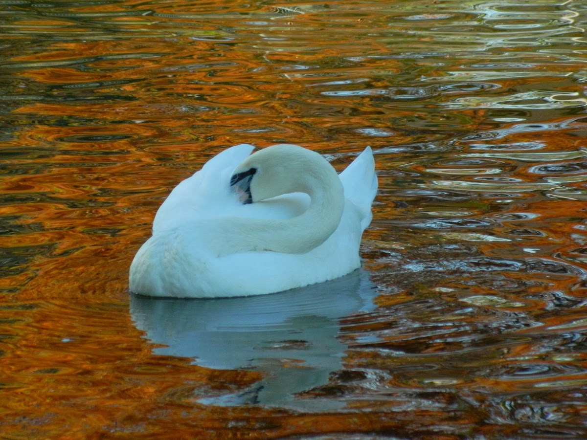 LA MULTI ANI, ROMANIA!: Lebada alba