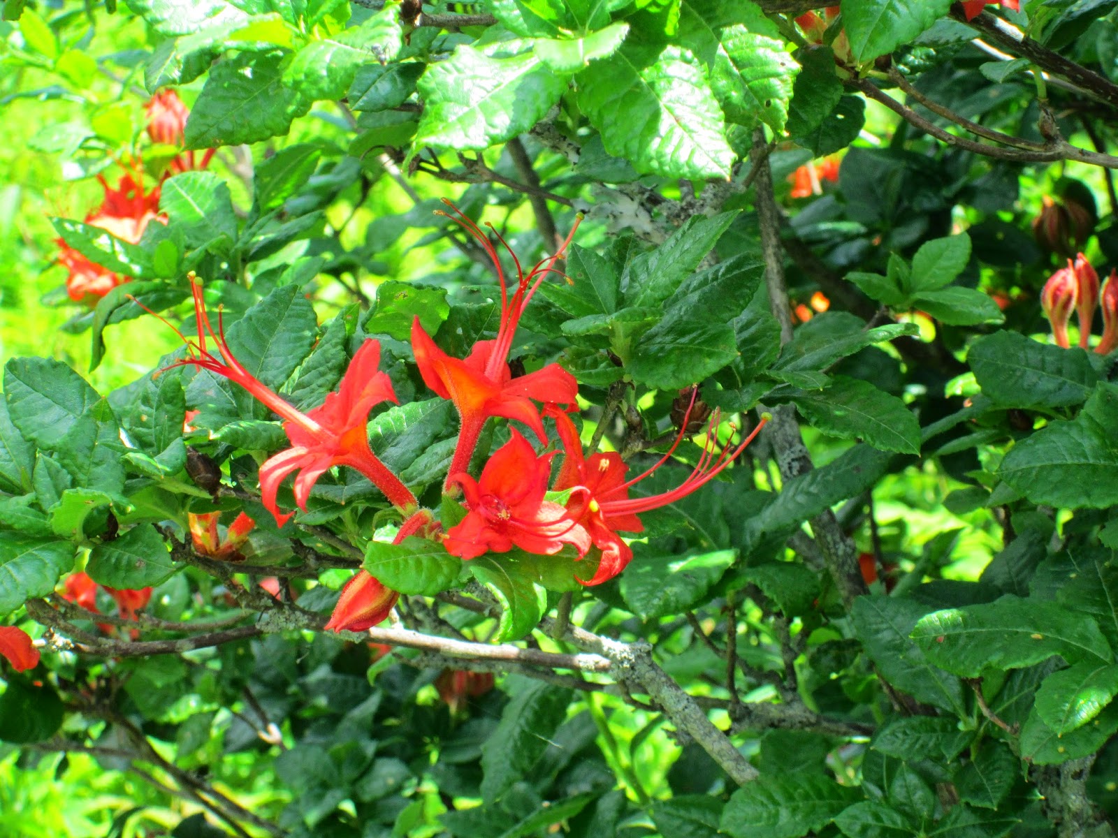 Hiking with Lipstick: The Azaleas of Gregory Bald