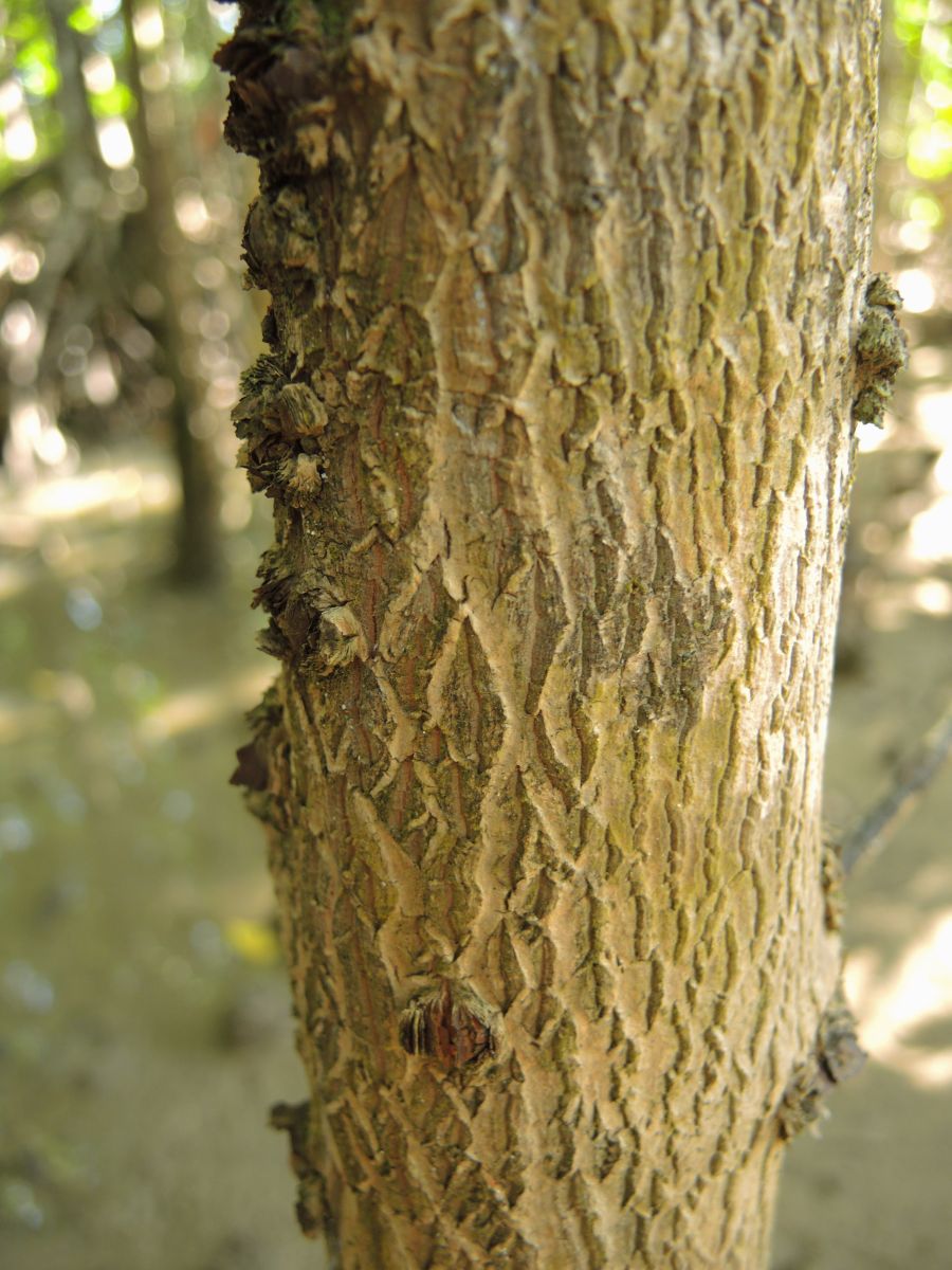 Queensland Coast: Australia's Spurred Mangroves (Ceriops sp.)