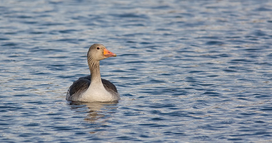 Foture: Hallhani, Anser anser