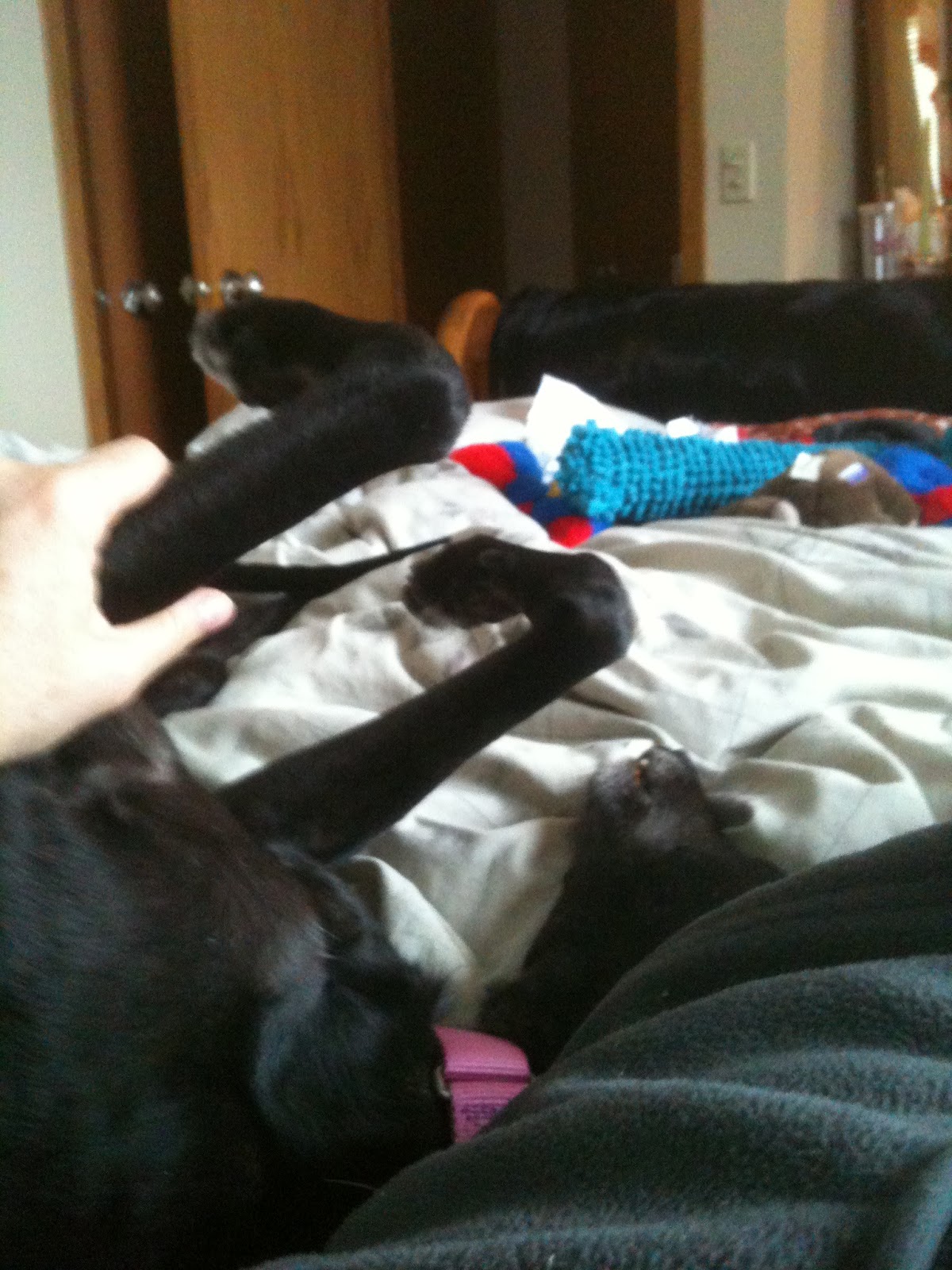 Northern Lights Greyhound Adoption Dog Blog: NLGA Photo Roundup ...