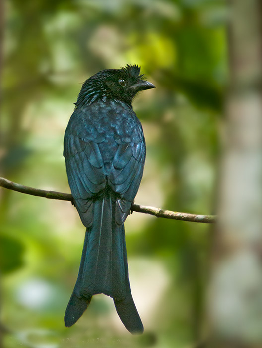 Sri Lankan Endemic Birds: Konda Kawda - Sri Lanka Drongo (Dicrurus ...