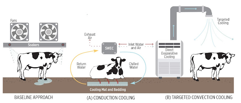 UC Davis Using Energy Commission Grant To Study How To Keep Cows Cool ...