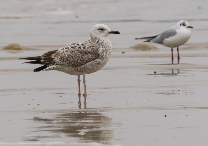 TropicBirdArt Blog from Holt: 20191129 Caspian Gull 3rd winter, 2nd ...
