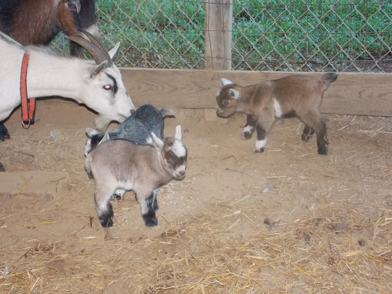 Family Best: We have new baby goats! Yay!