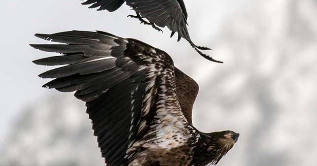 Sporadic Bird from Seward, Alaska : Saturday, February 8, 2020 Ravens v ...