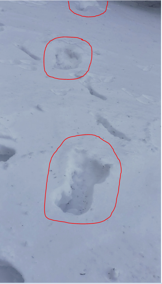 RMSO Bigfoot: Doctor Documents Bigfoot Trackway Southwest Montanta