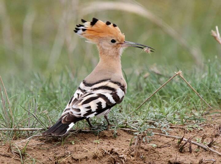 UPUPA - Uccello Farfalla (%)