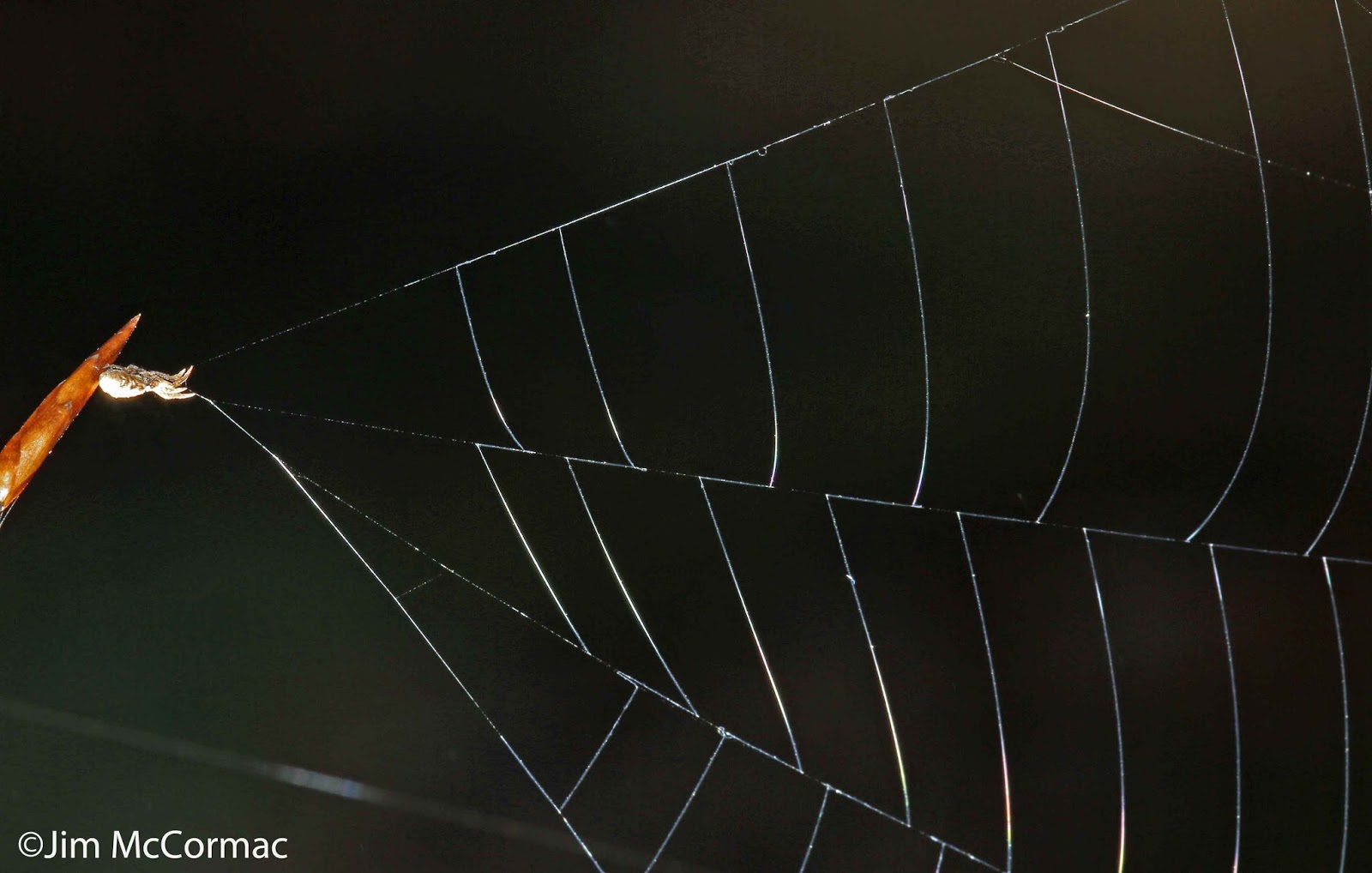 Ohio Birds and Biodiversity: Triangle spider wields web as a sneaky snare