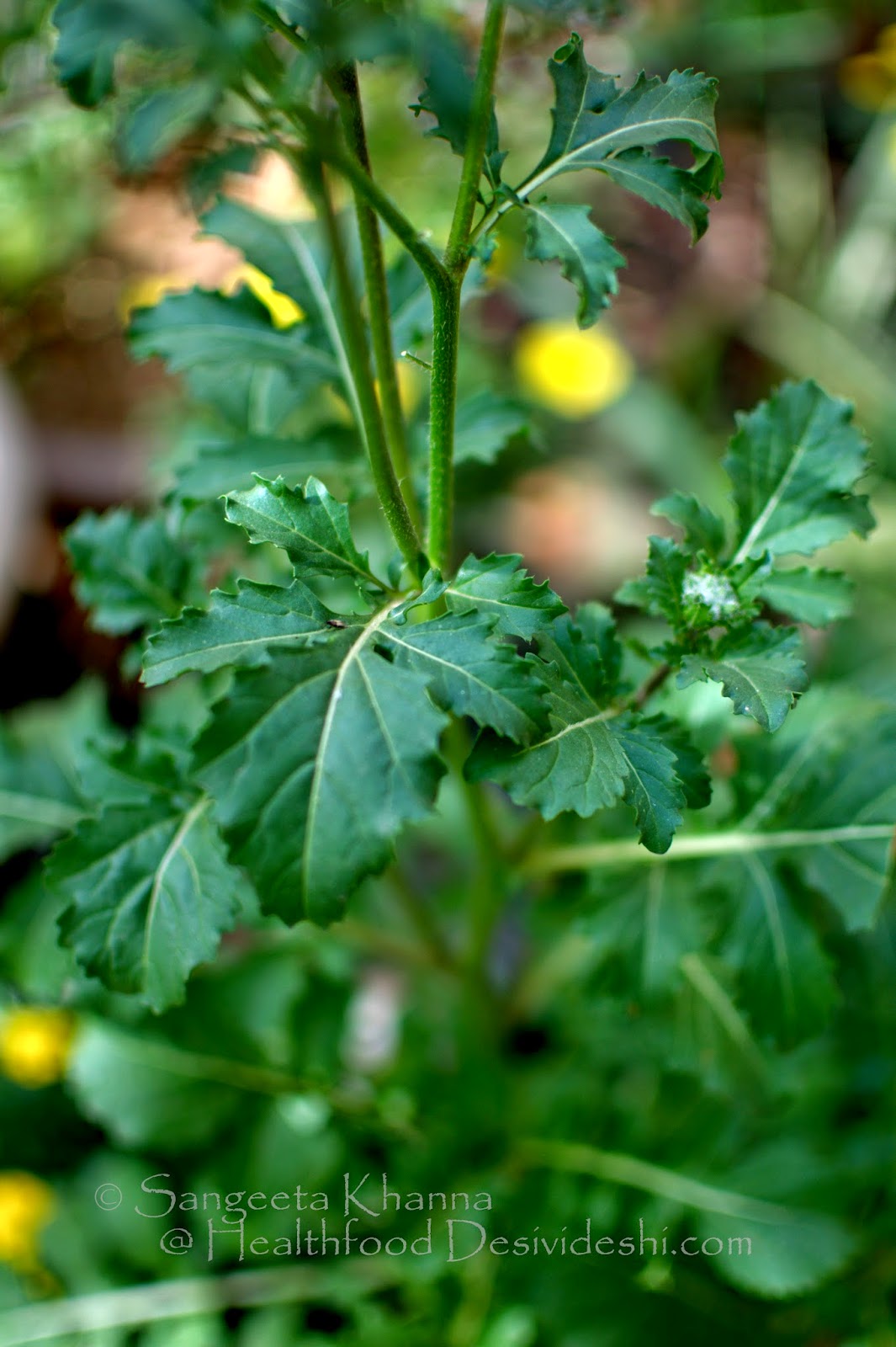 Are arugula and rucola different? Know more about the rocket greens...