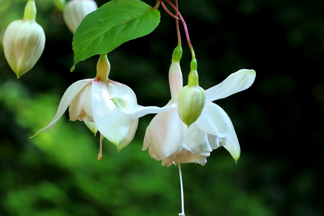 UK Gardening: Fuchsia Annabelle