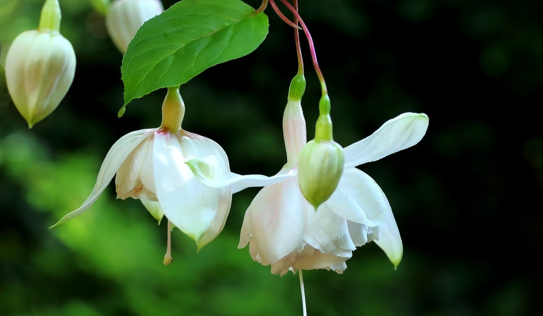 UK Gardening: Fuchsia Annabelle