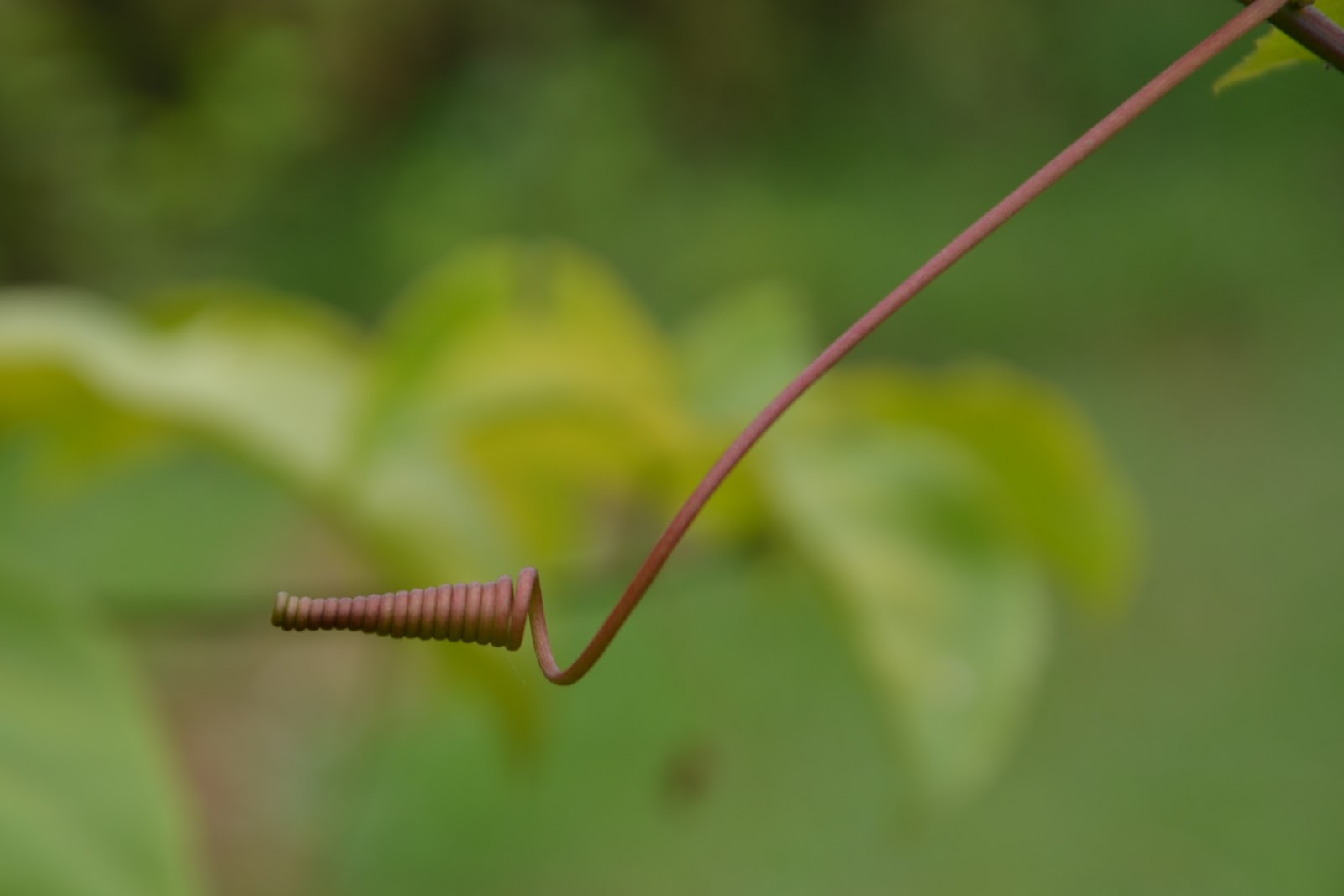 My little vegetable garden: Tendrils of markisa / passion fruits