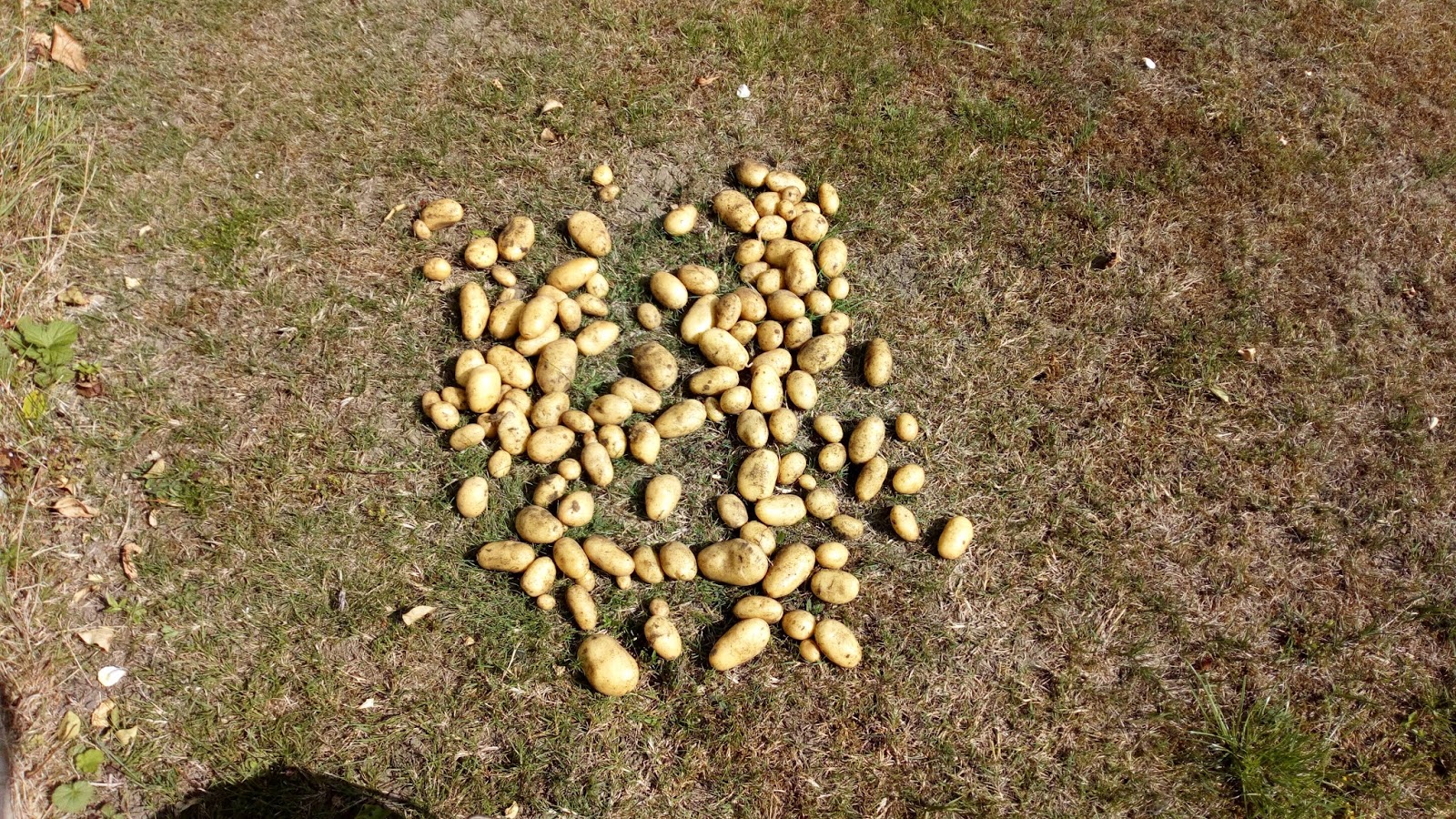 spud blog: Spuds lited