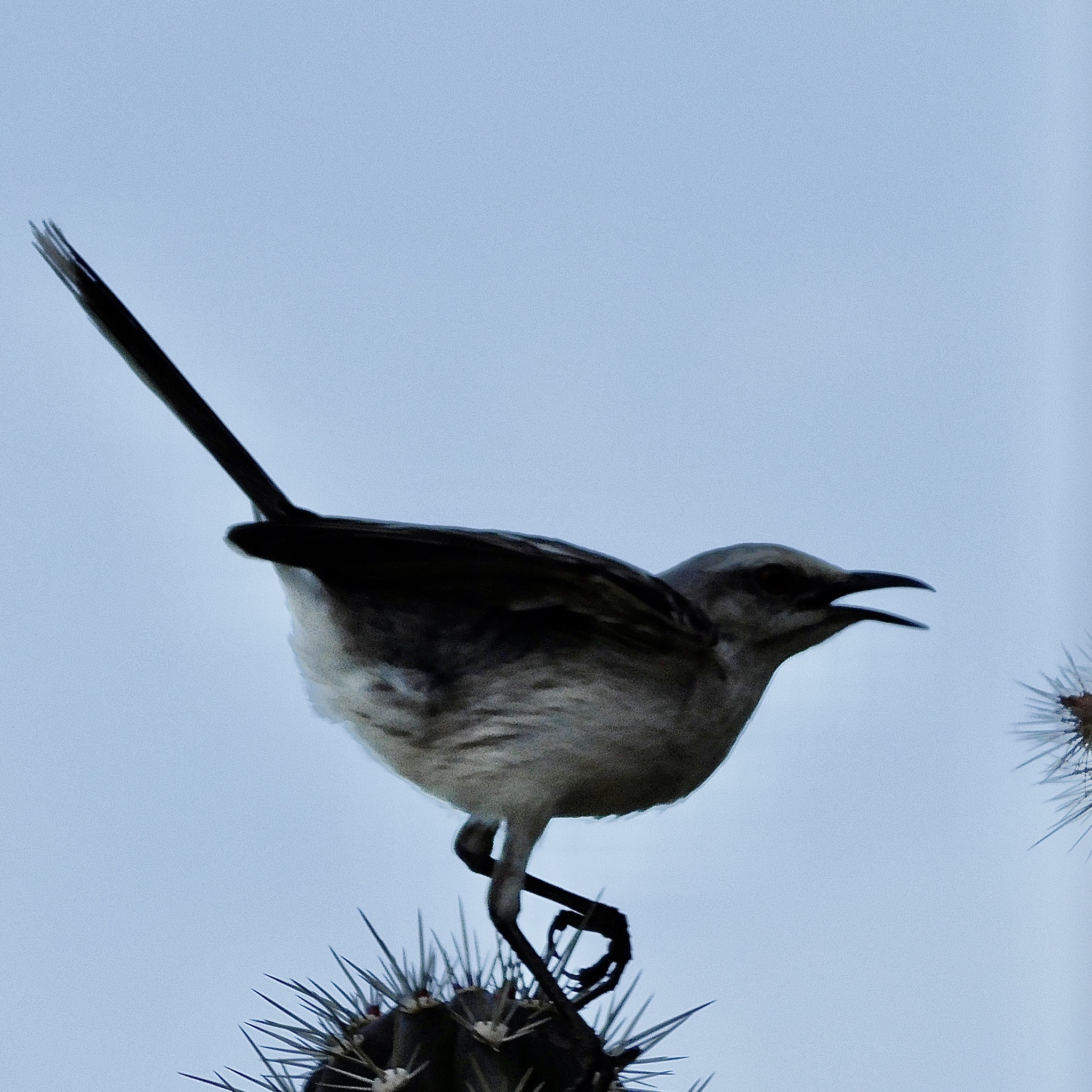 Hiking Curaçao - Flora and Fauna: Chuchubi and cactus fruit ...