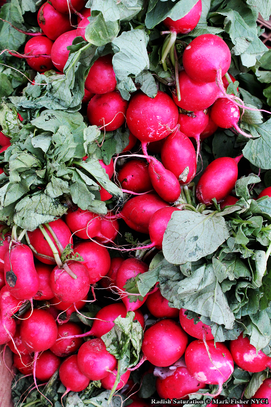Photographer Mark Fisher-Photography and Beyond.: Radish Saturation ...