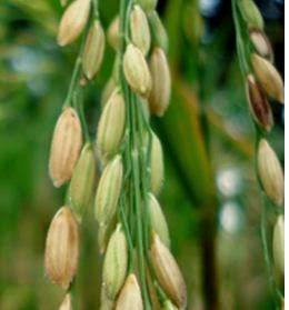 Morfologi Tumbuhan: BUAH (FRUCTUS)